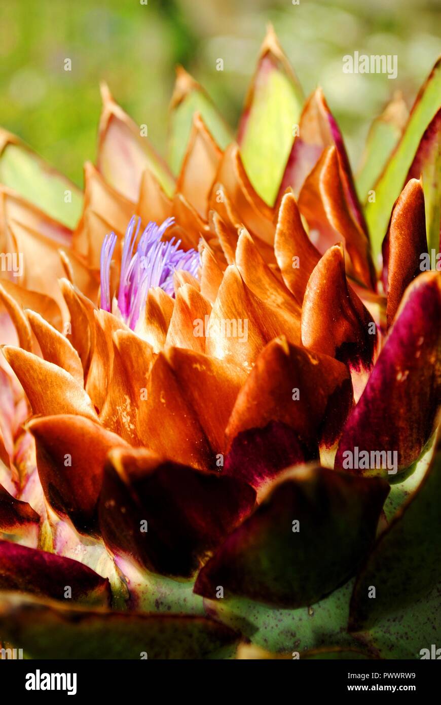 Golden thistle of scotland hi-res stock photography and images - Alamy