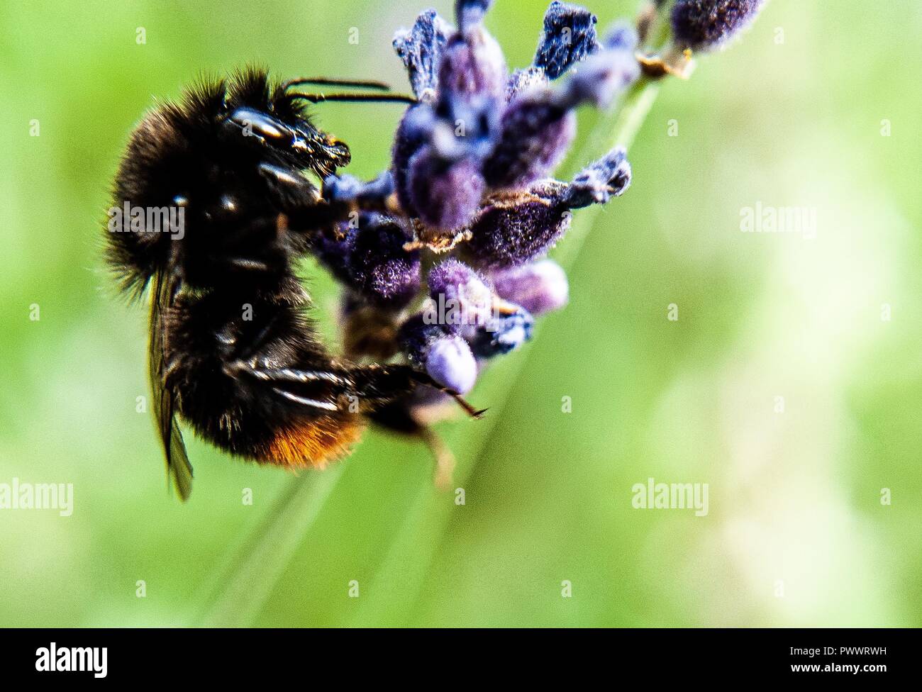 Black honey bee hi-res stock photography and images - Alamy