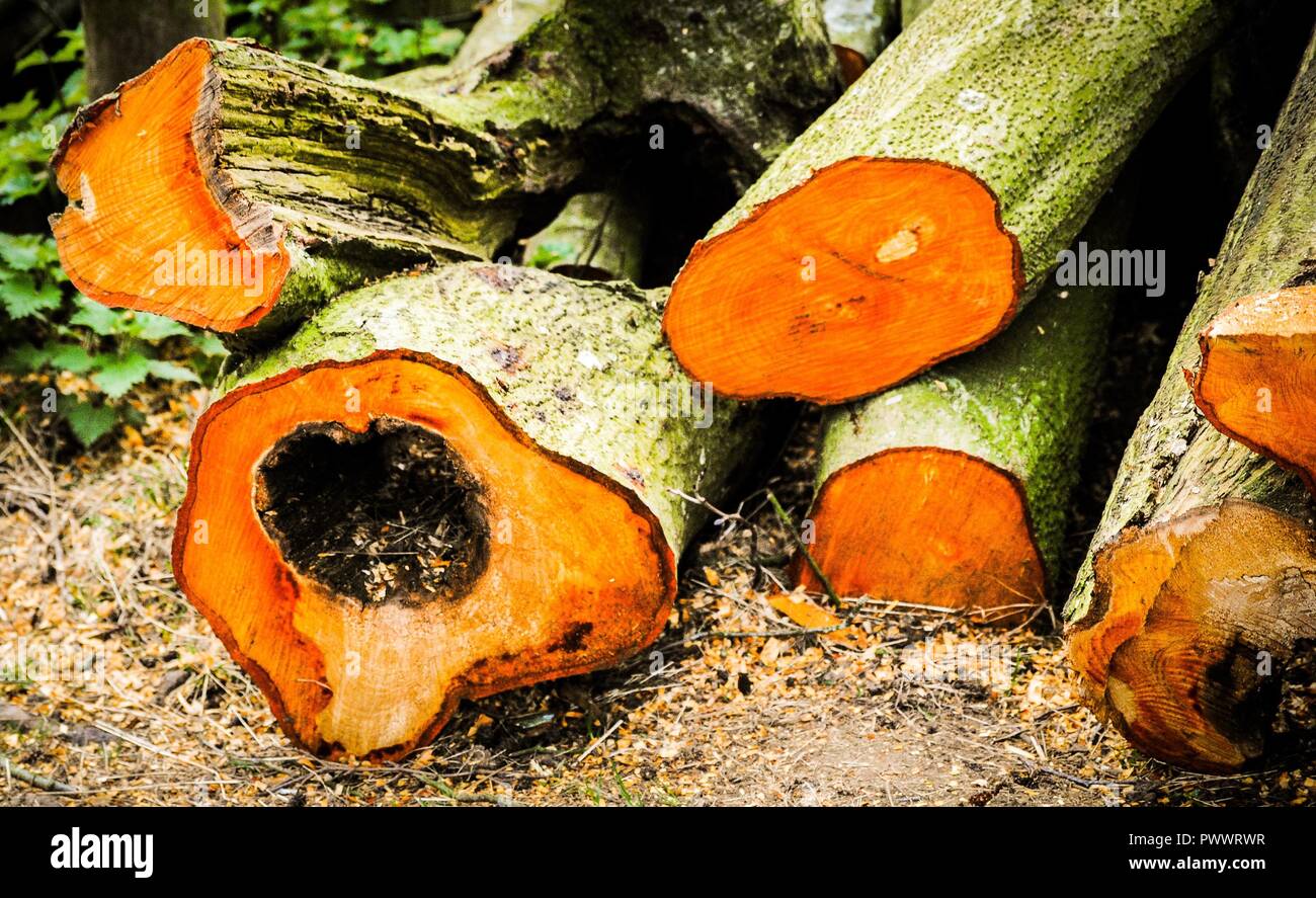 Redwood log hi-res stock photography and images - Alamy
