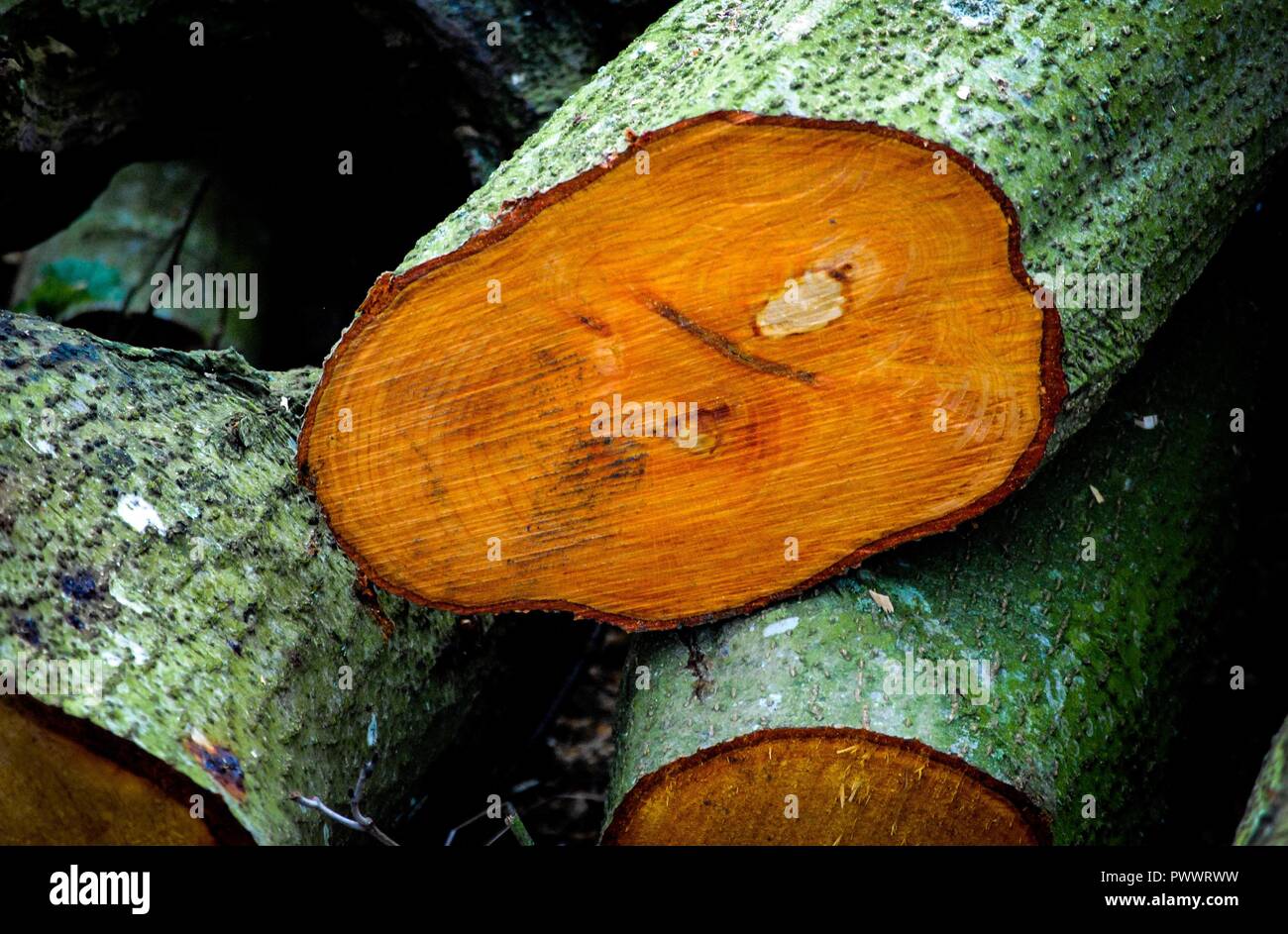 Red wooden log pile sawn logs Stock Photo - Alamy