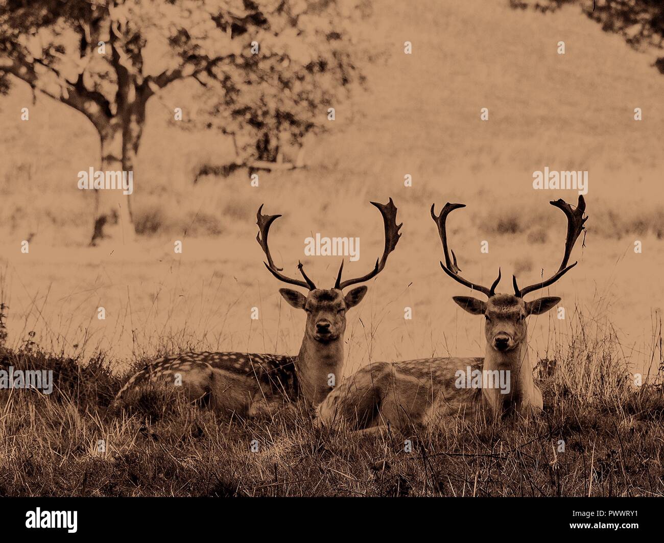 Two mating deer hi-res stock photography and images - Alamy