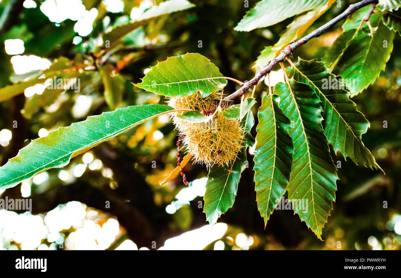 Horse chestnut tree seed hi-res stock photography and images - Alamy