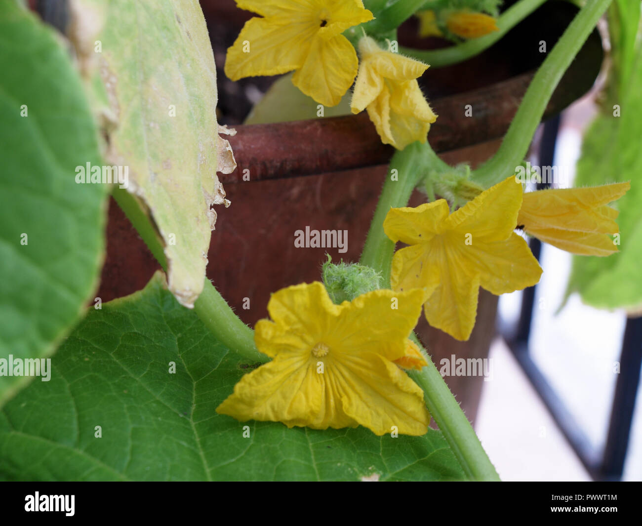 Yellow leaves of Hmong red cucumber plant Stock Photo - Alamy