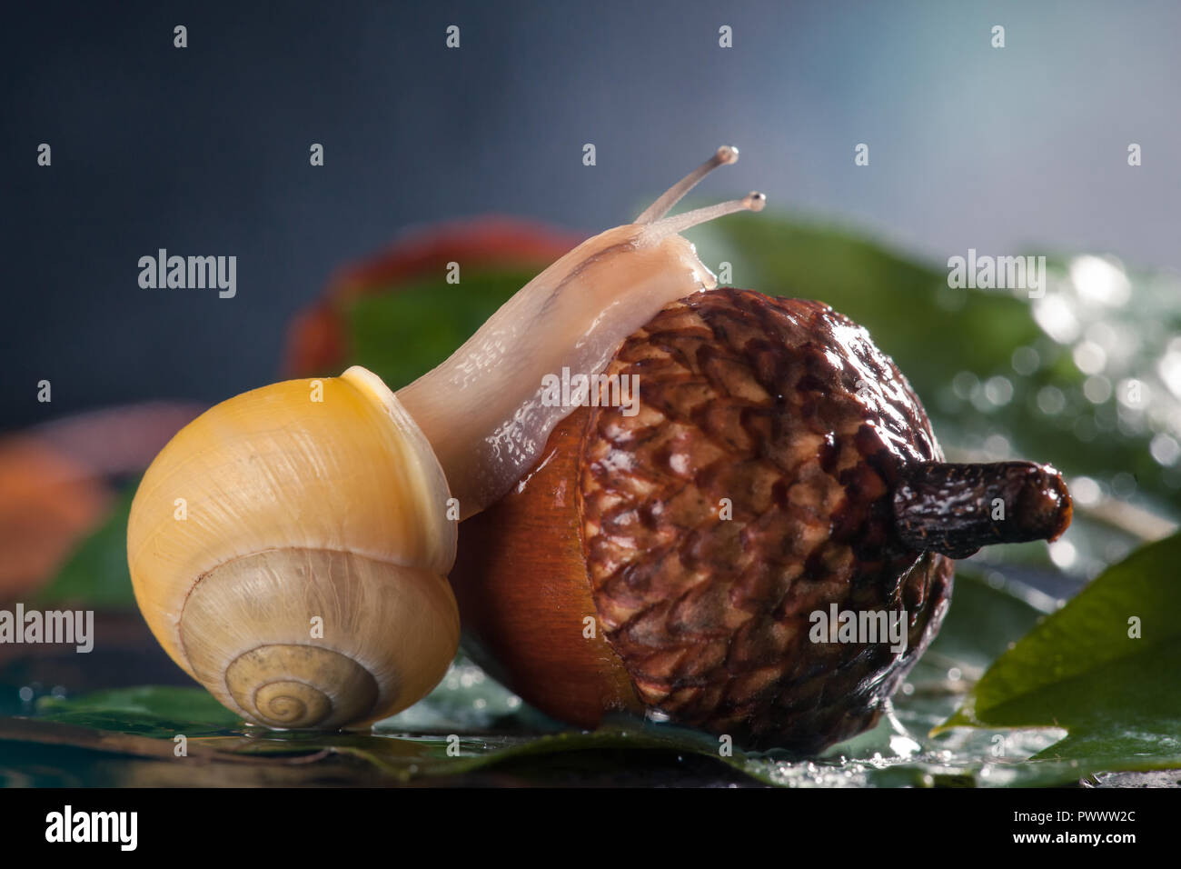 Garden snail creeps on a acorn. Closeup Stock Photo - Alamy