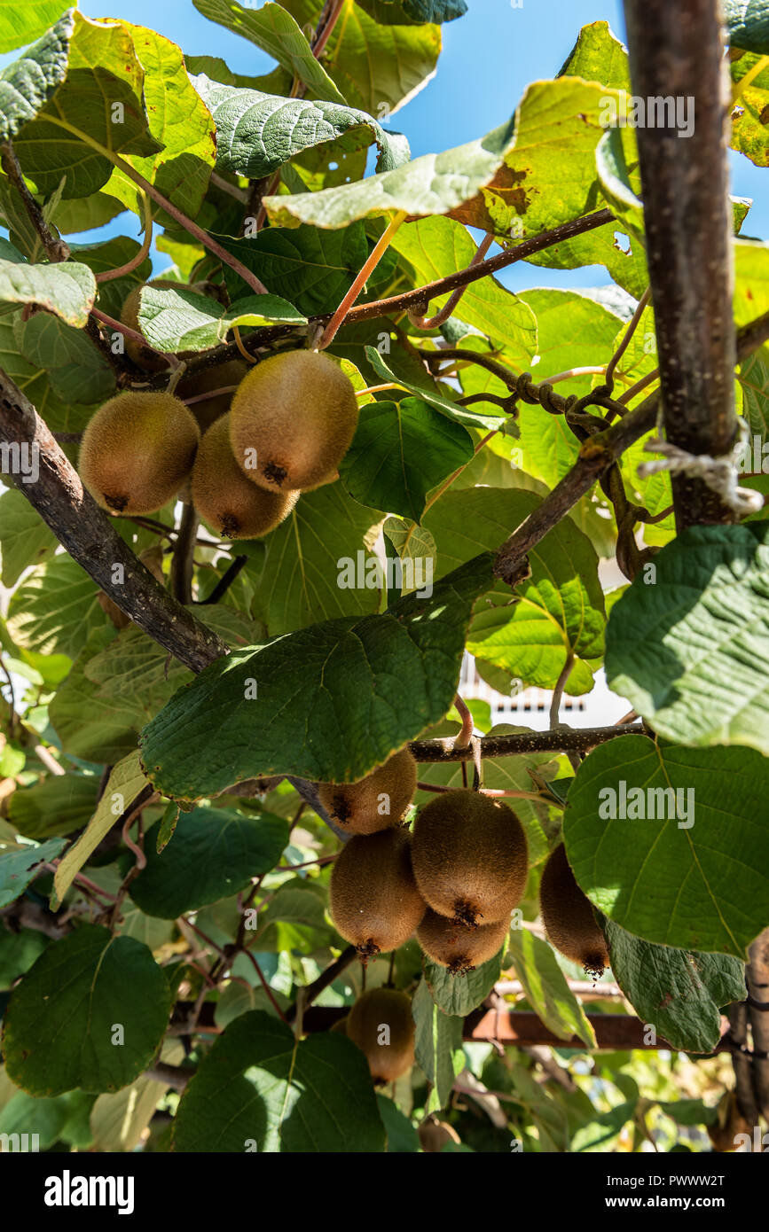 Organic Kiwi Fruit Growing in a Small Garden Stock Photo - Alamy