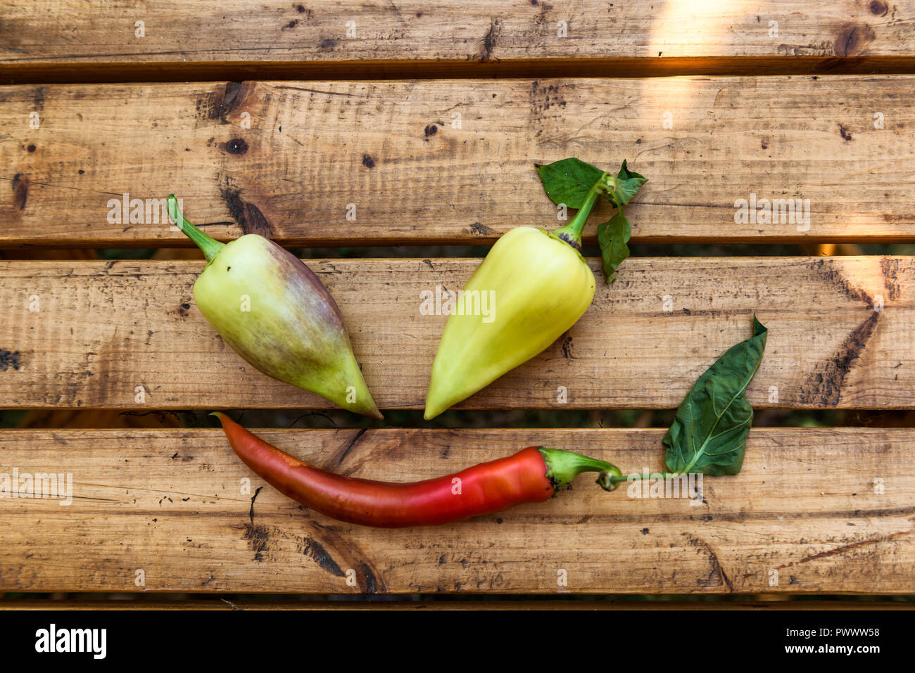 Organic Vegetables from a Small Garden on a Rustic Wooden Table - Bell ...