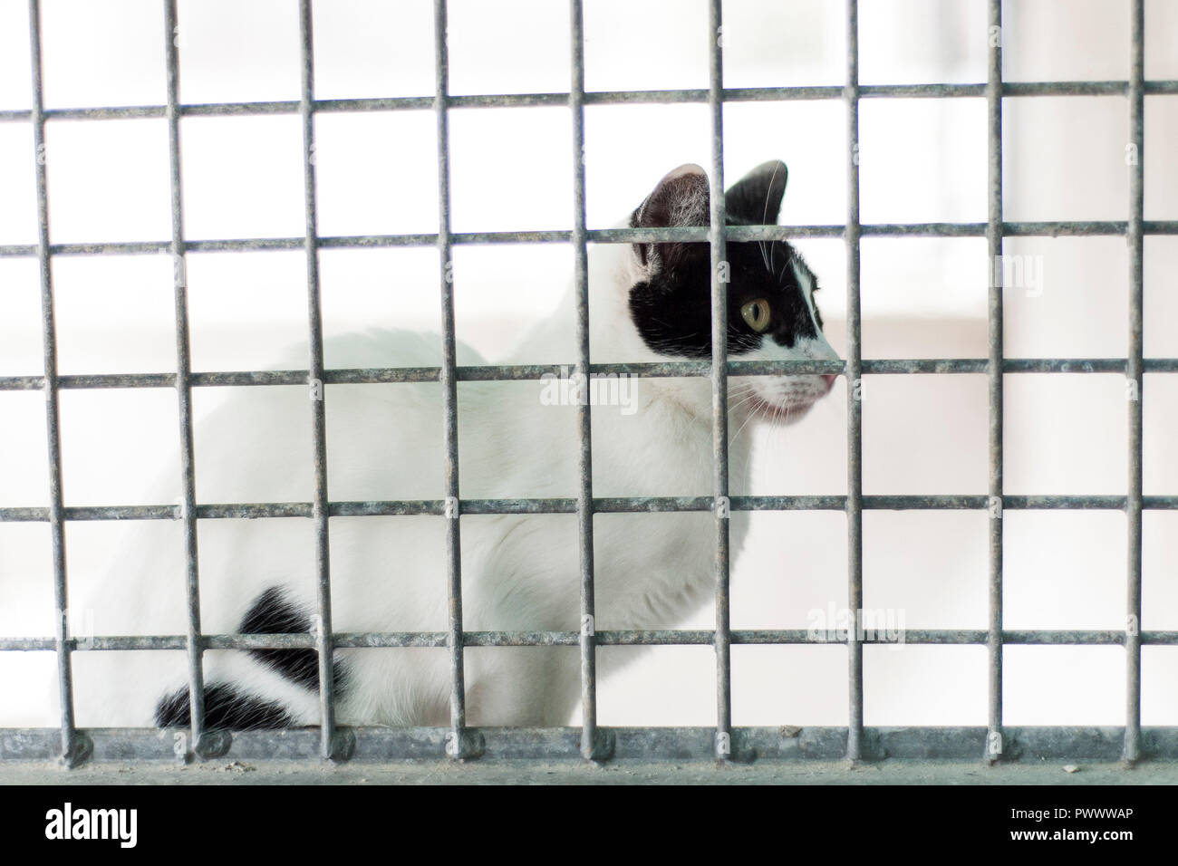 a cat in a jail Stock Photo - Alamy