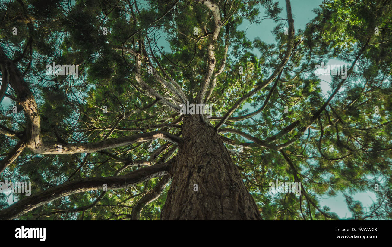 Tree top bottom view hi-res stock photography and images - Alamy