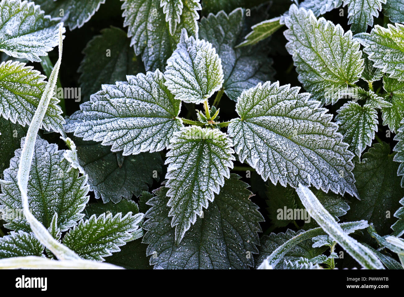 Prickly leaves hi-res stock photography and images - Alamy