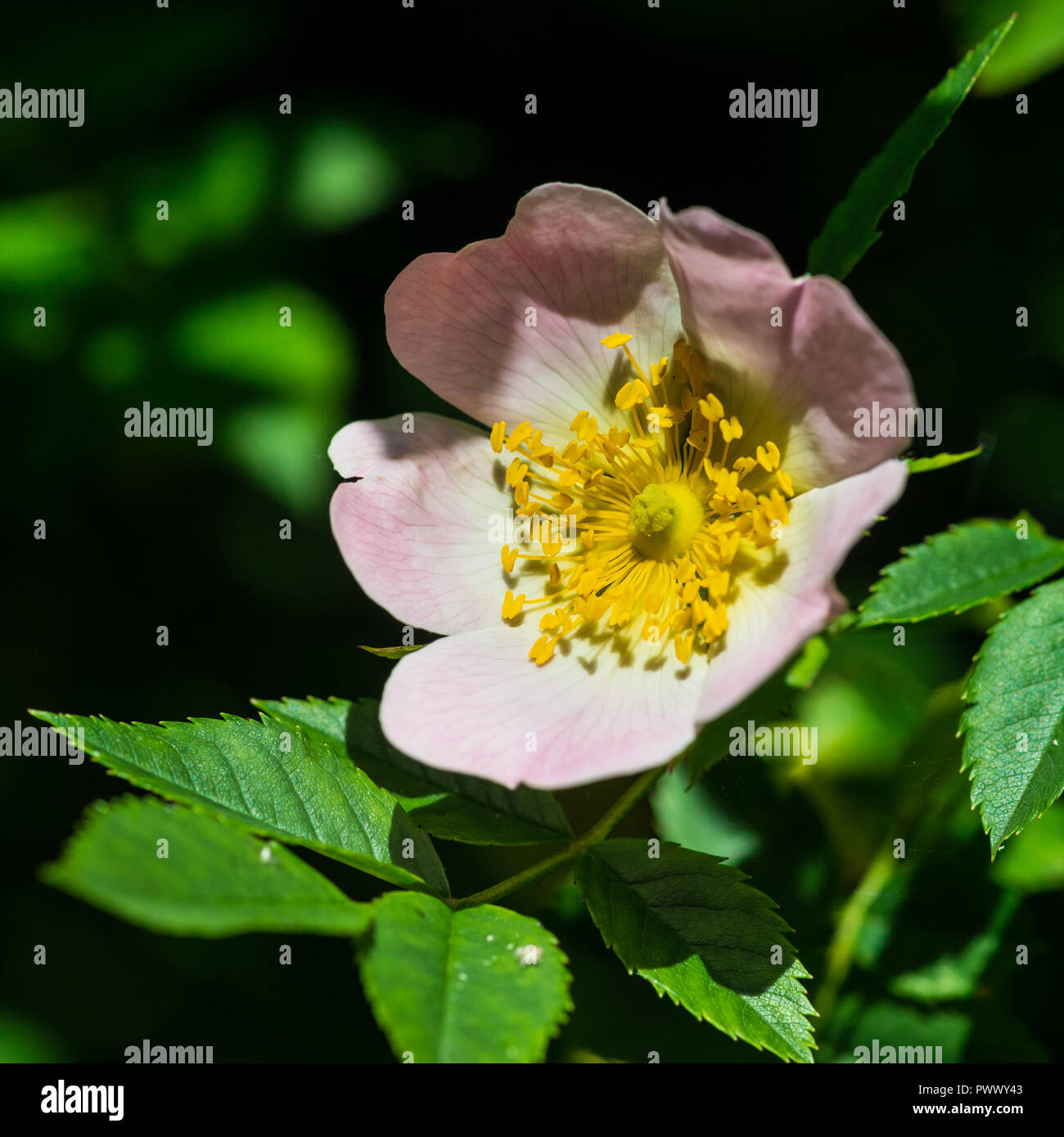 Pink wild rose hi-res stock photography and images - Alamy