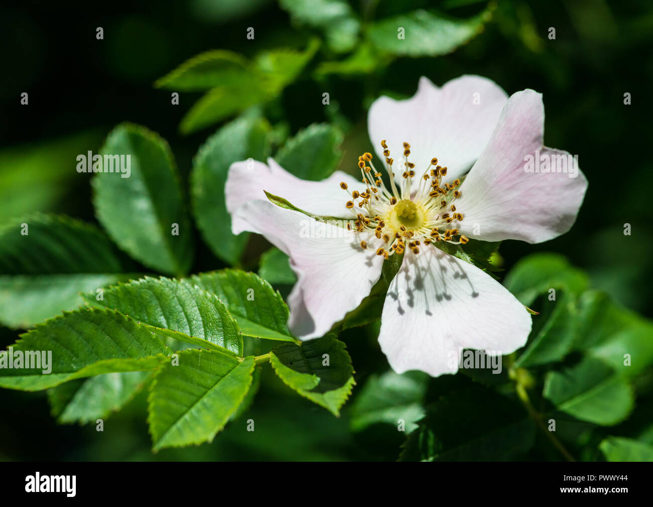 White wild rose hi-res stock photography and images - Alamy