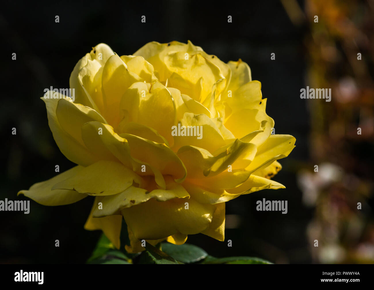Peace rose hi-res stock photography and images - Alamy