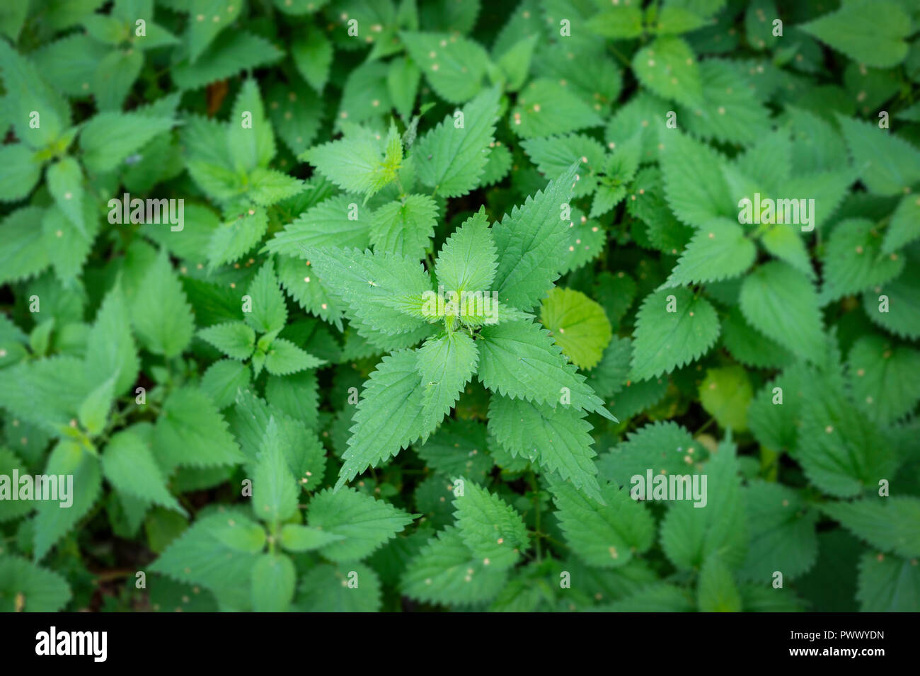Common nettles sting nettle hi-res stock photography and images - Alamy