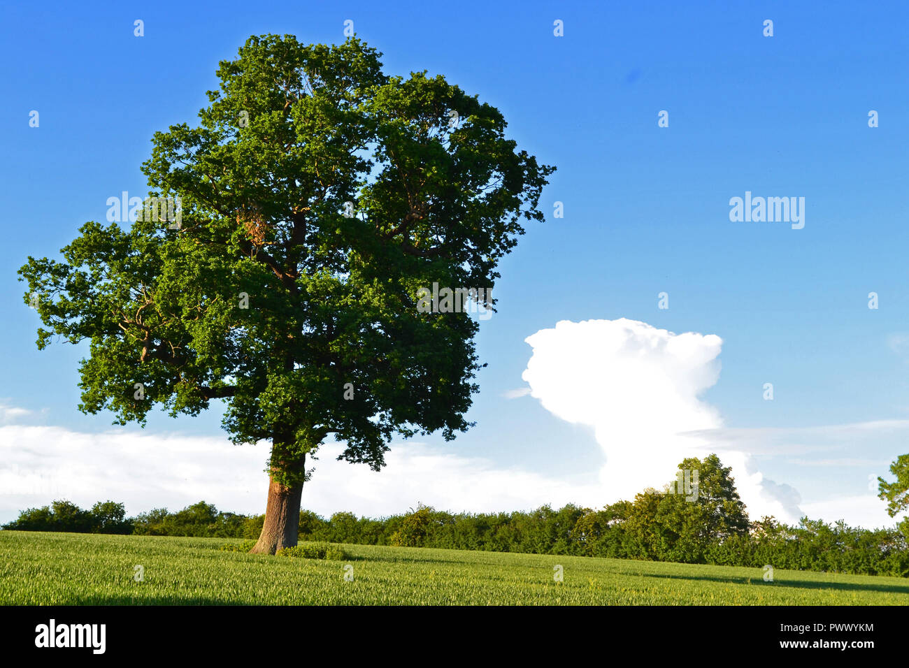 Oak tree in field on popular walk (Eden valley), Tudor village of ...