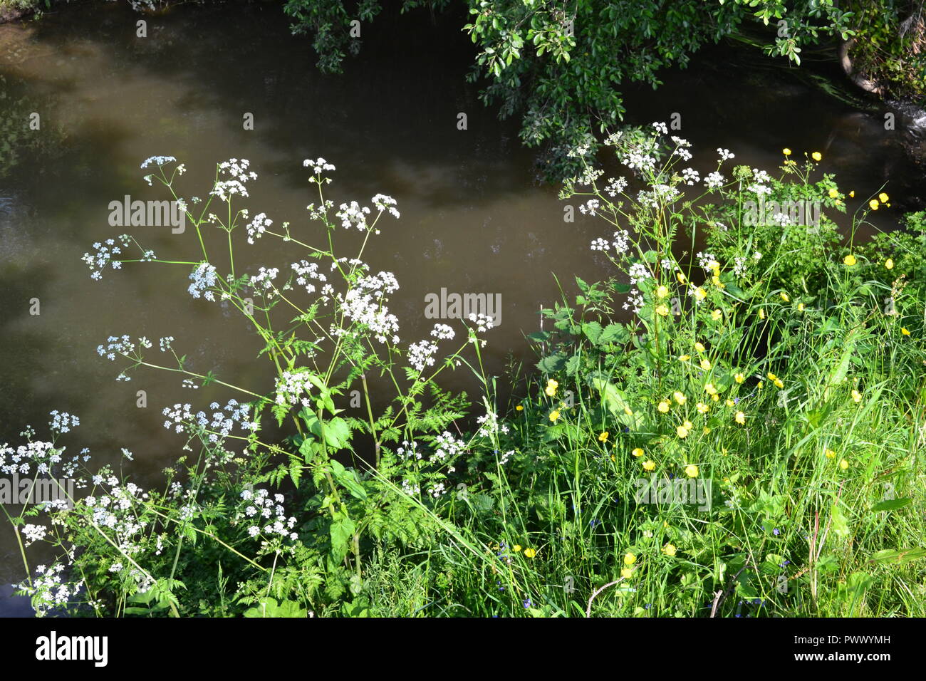 Conium maculatum (hemlock) by the River Eden in Kent, near Penshurst ...