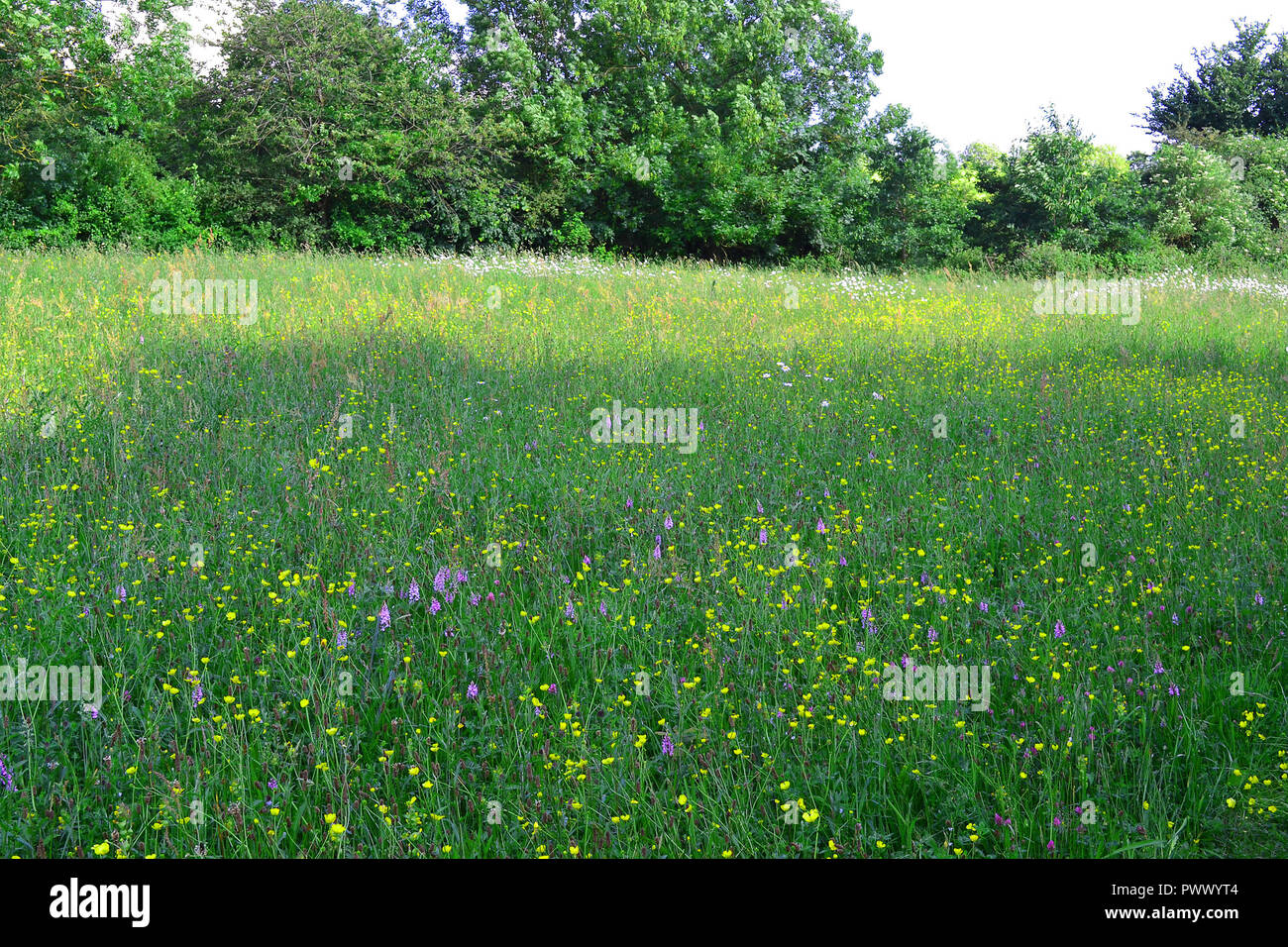Wildflower meadow at Bore Place, Kent low weald, near Bough Beech and ...
