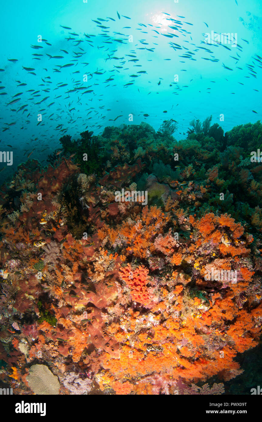School of fish and sun in background, Boo Windows dive site, Boo Island ...