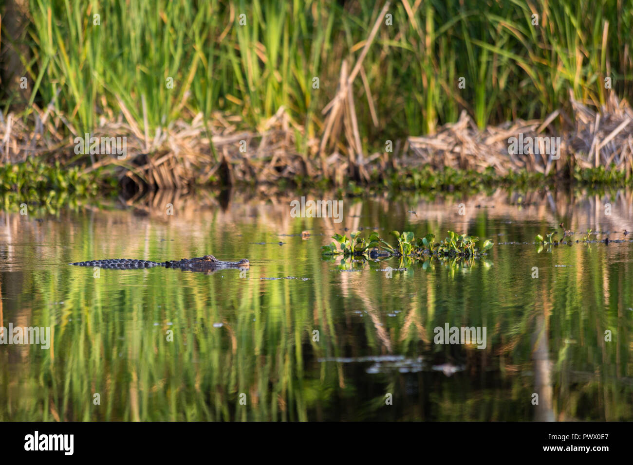 Bayou Sauvage National Wildlife – BTLQB