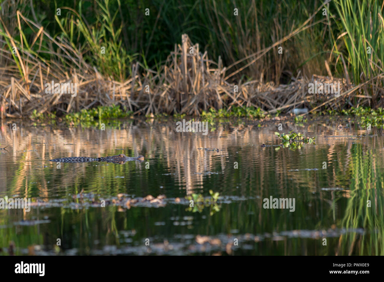 Bayou Sauvage National Wildlife – BTLQB