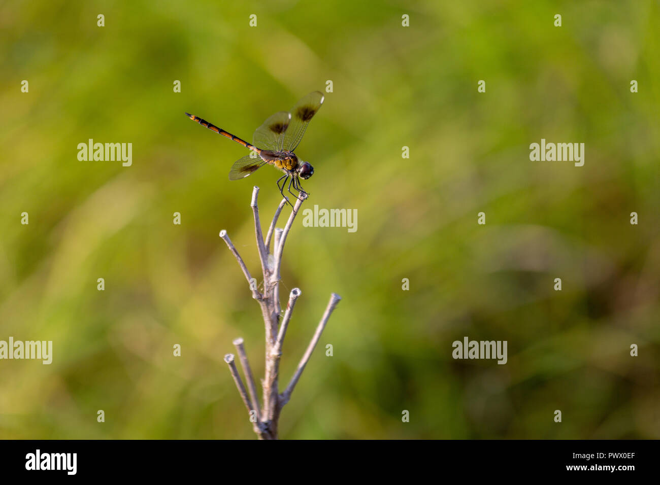 A dragonfly clinging to the top of a branch in the marsh. Bayou Sauvage ...