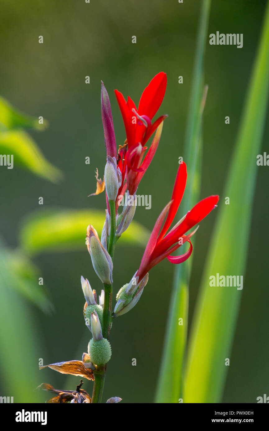 Cardinal wildflowers blooming along the boardwalk over marshes and ...