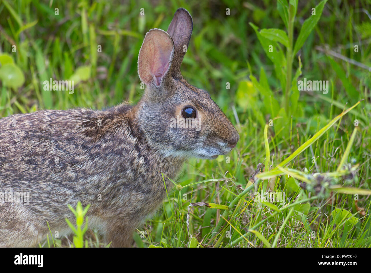 A swamp rabbit pausing in grasses and marsh vegetation. Bayou Sauvage ...