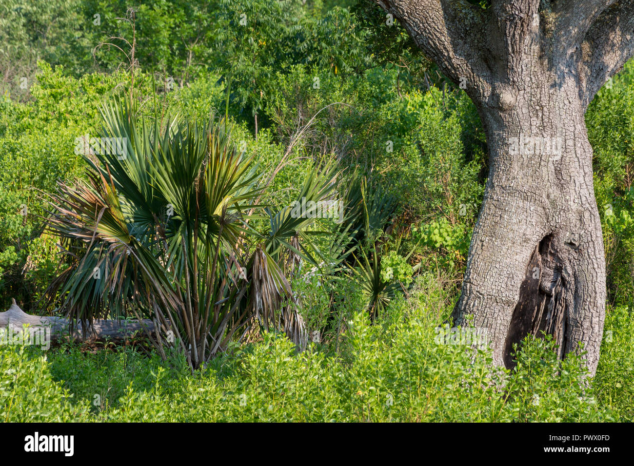 The trunk of a large oak tree rising out of the marshes with palmetto ...