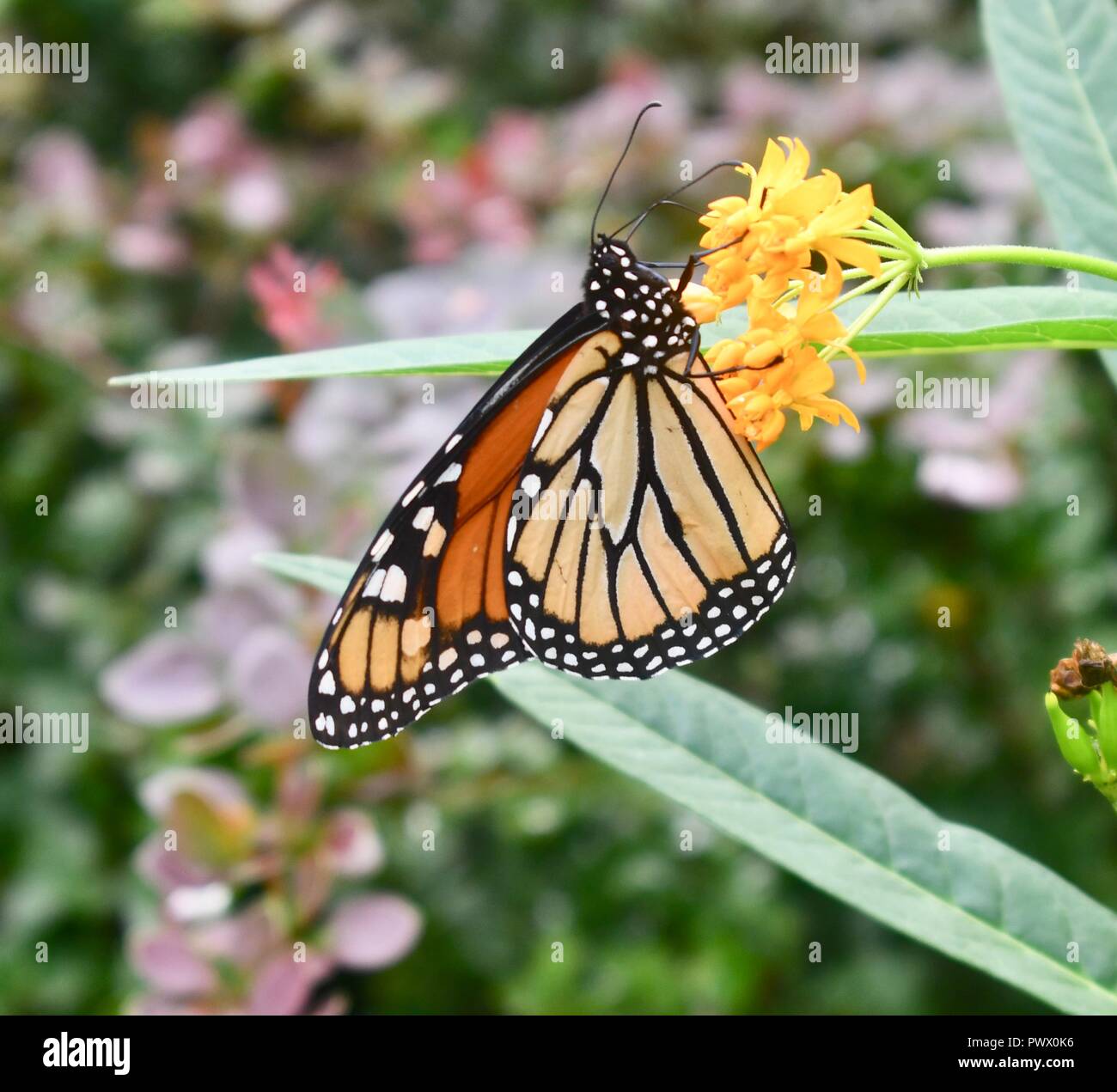 monarch butterfly on butterfly weed flower Stock Photo - Alamy