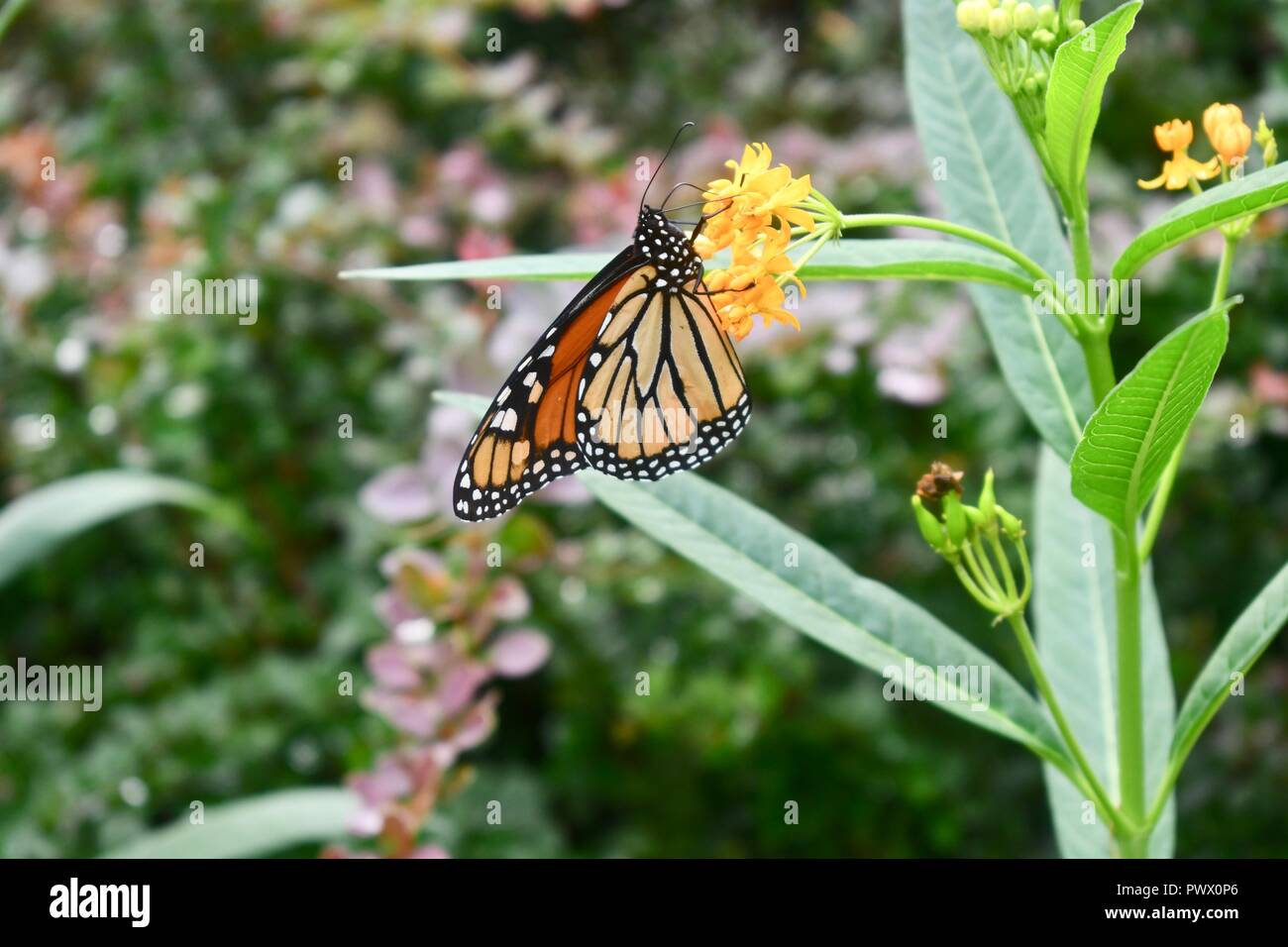 monarch butterfly on butterfly weed flower Stock Photo - Alamy