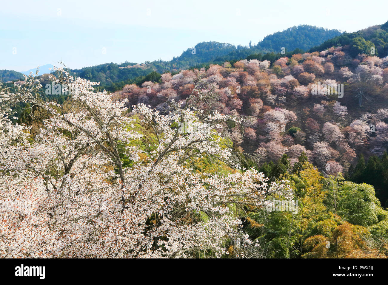 Yoshino mountain cherry blossoms Stock Photo - Alamy