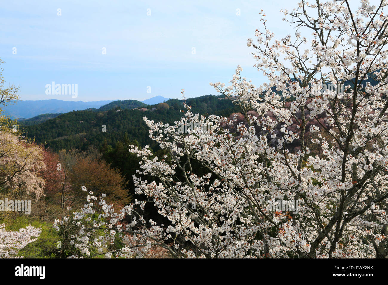 Yoshino mountain cherry blossoms Stock Photo - Alamy