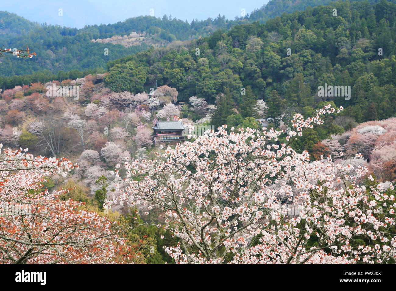 Yoshino mountain cherry blossoms Stock Photo - Alamy