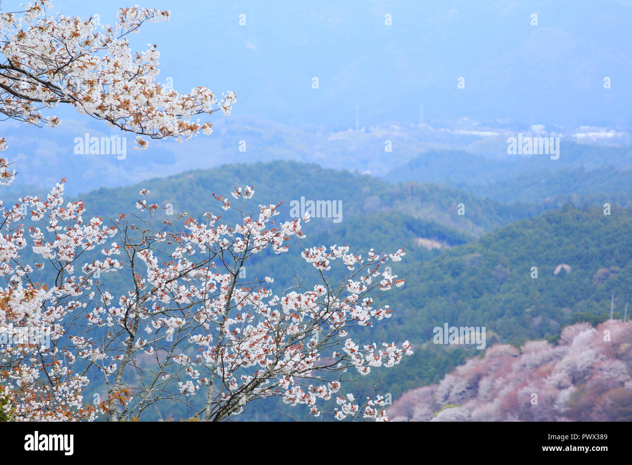 Yoshino mountain cherry blossoms Stock Photo - Alamy