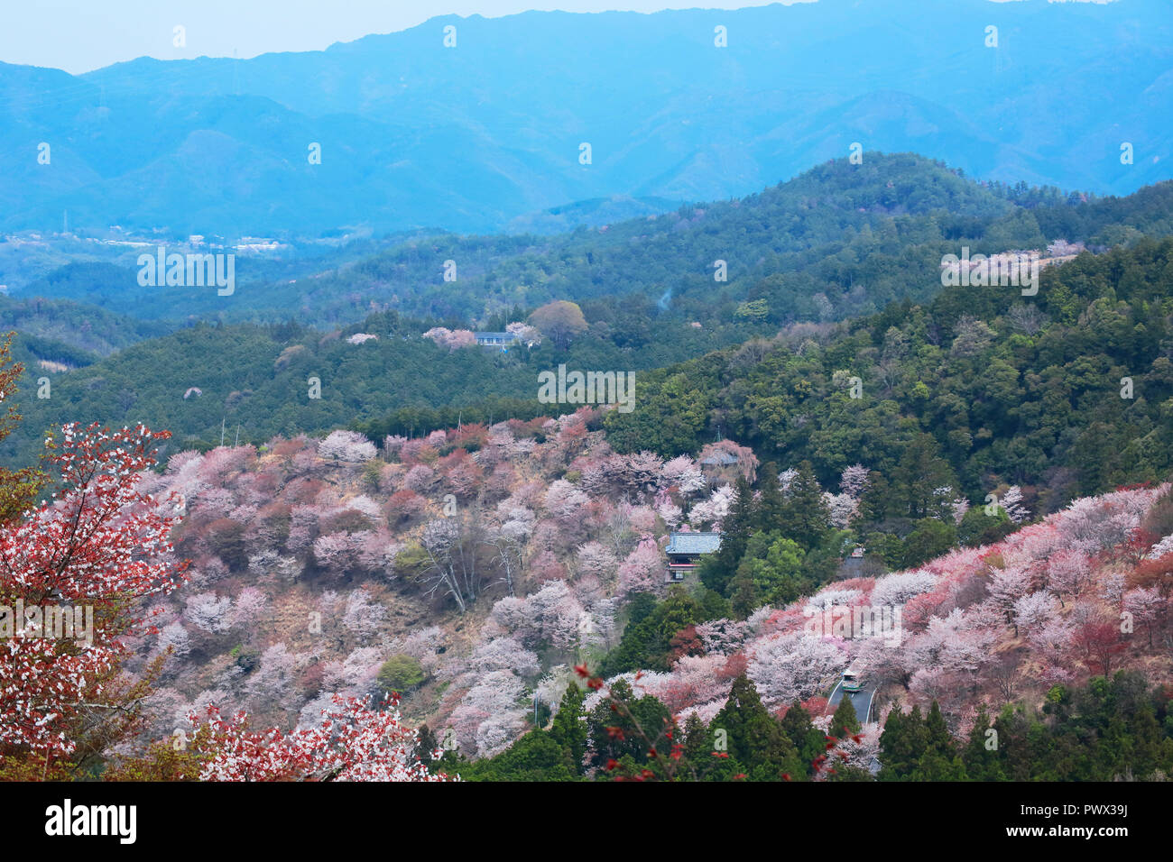Yoshino mountain cherry blossoms Stock Photo - Alamy