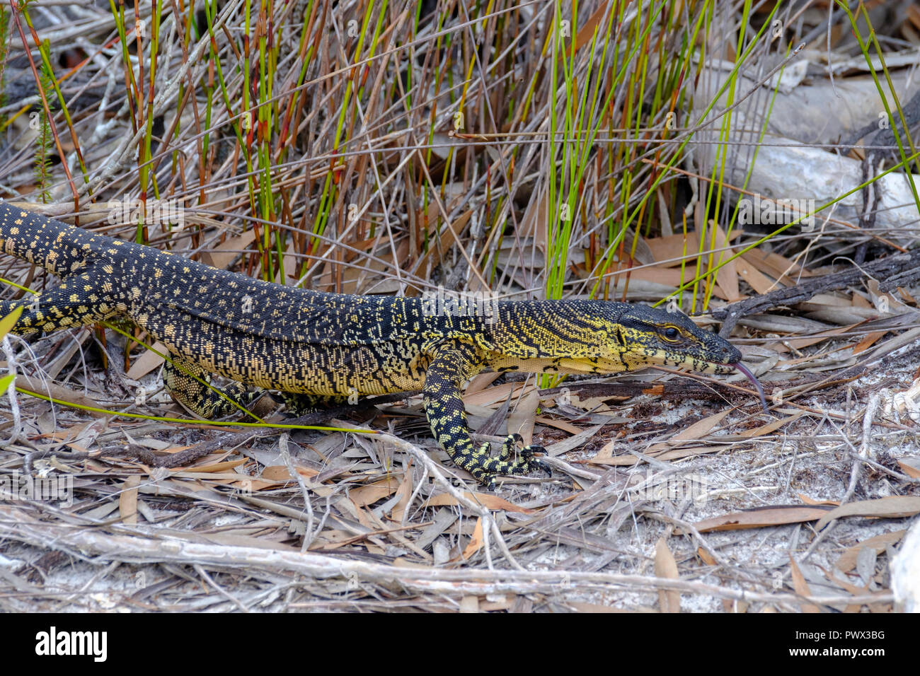 Sand Goanna Stock Photos & Sand Goanna Stock Images - Alamy