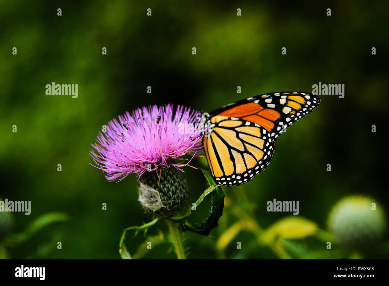 A busy butterfly collecting honey from flowers Stock Photo - Alamy