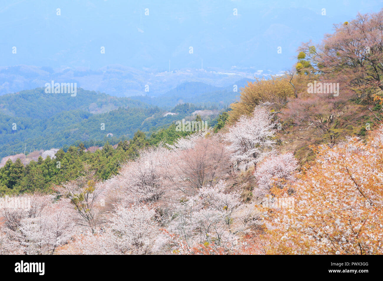 Yoshino mountain cherry blossoms Stock Photo - Alamy