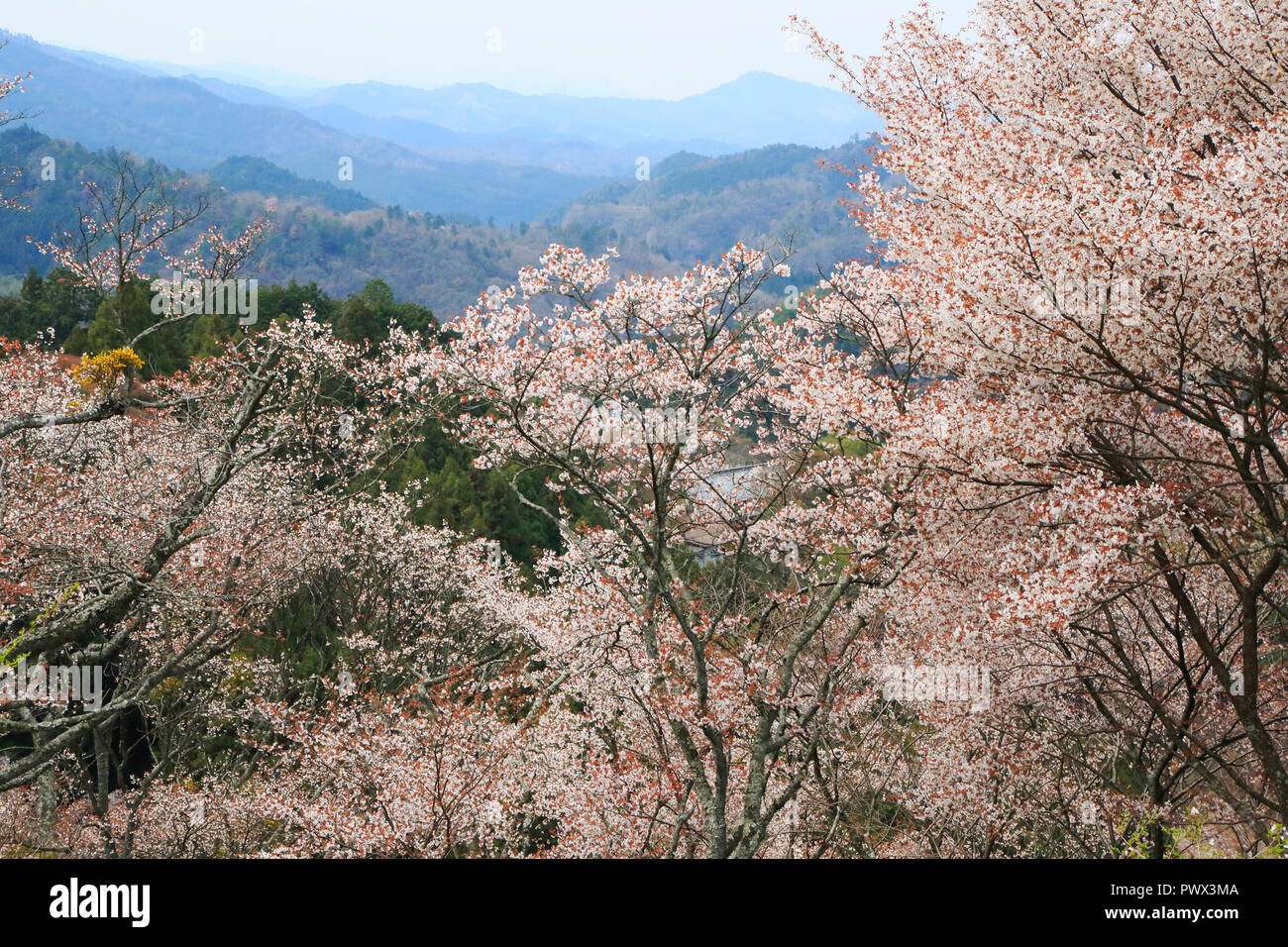 Yoshino mountain cherry blossoms Stock Photo - Alamy