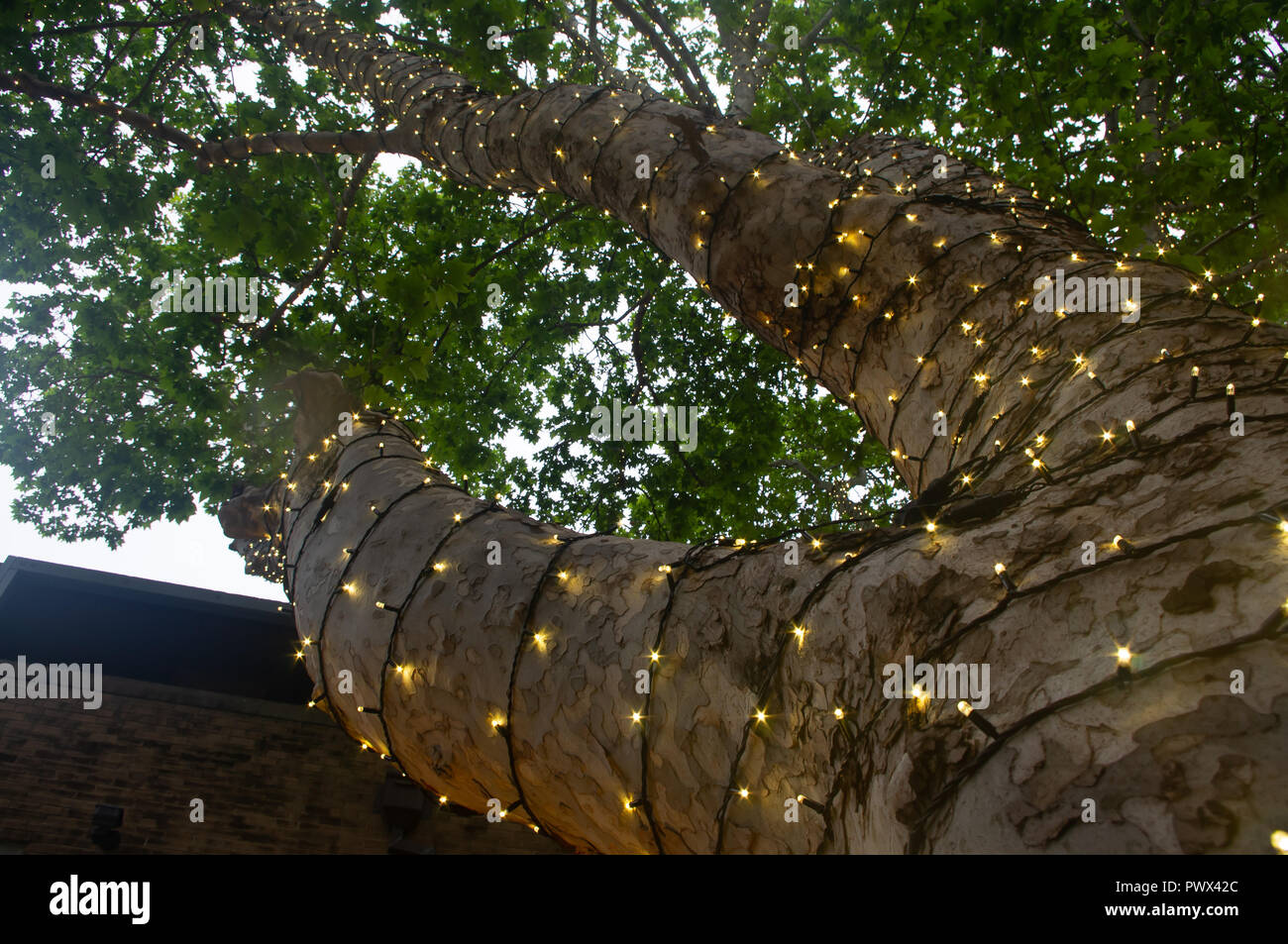 fairy lights on a tree Stock Photo - Alamy