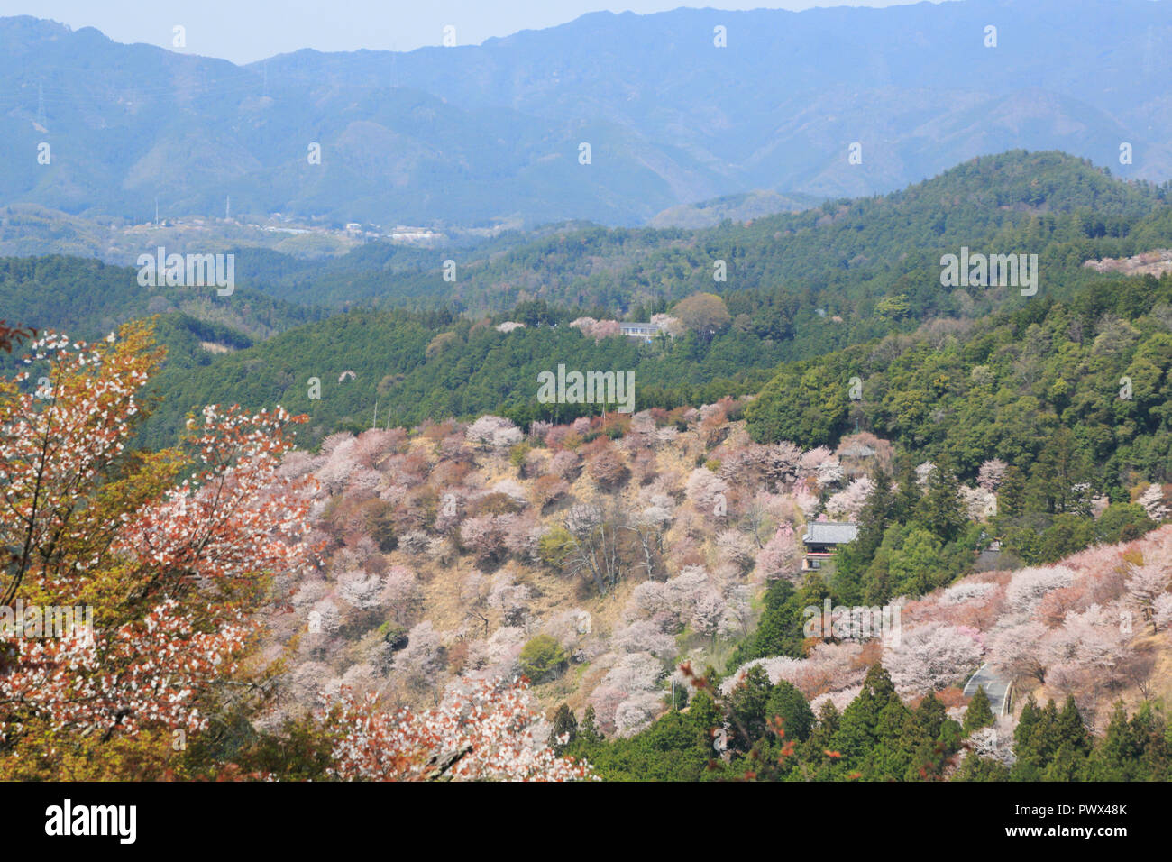 Yoshino mountain cherry blossoms Stock Photo - Alamy