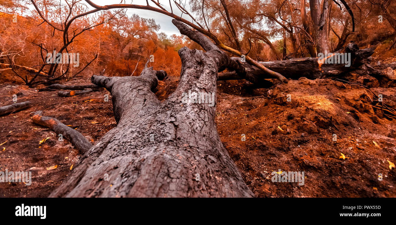 Ruined trees in the aftermath of Lilac Fire Stock Photo - Alamy
