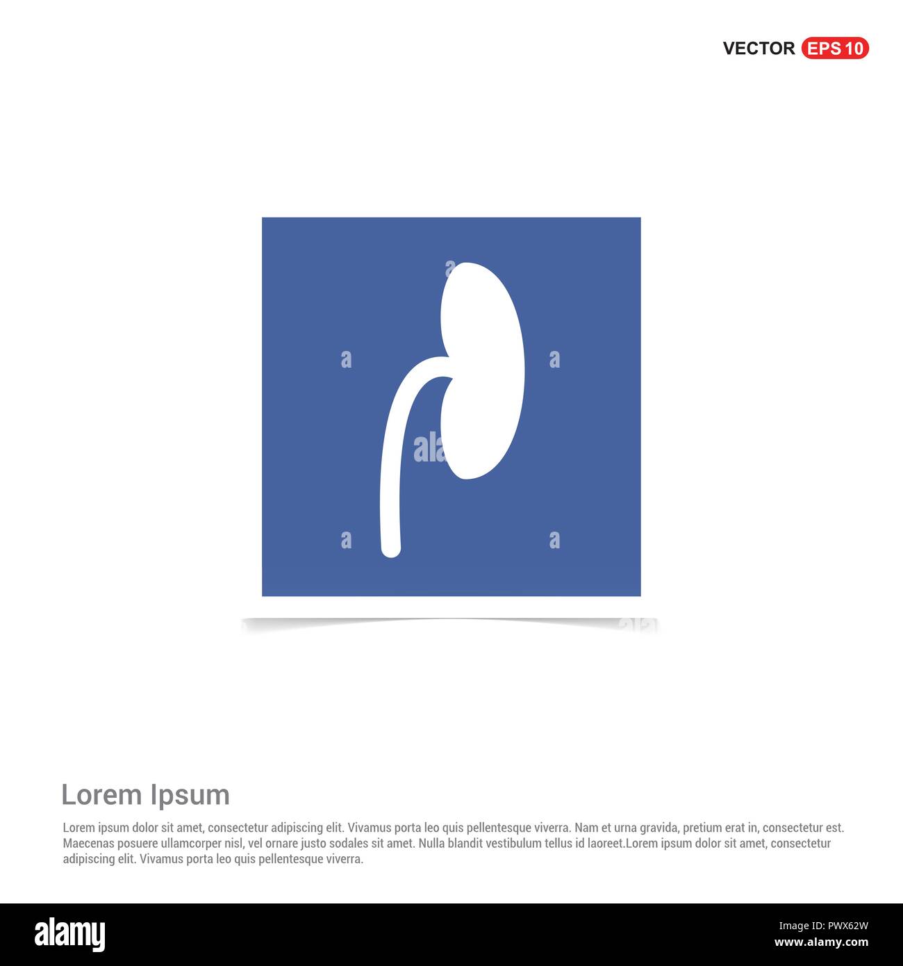 Human kidney photo hi-res stock photography and images - Alamy