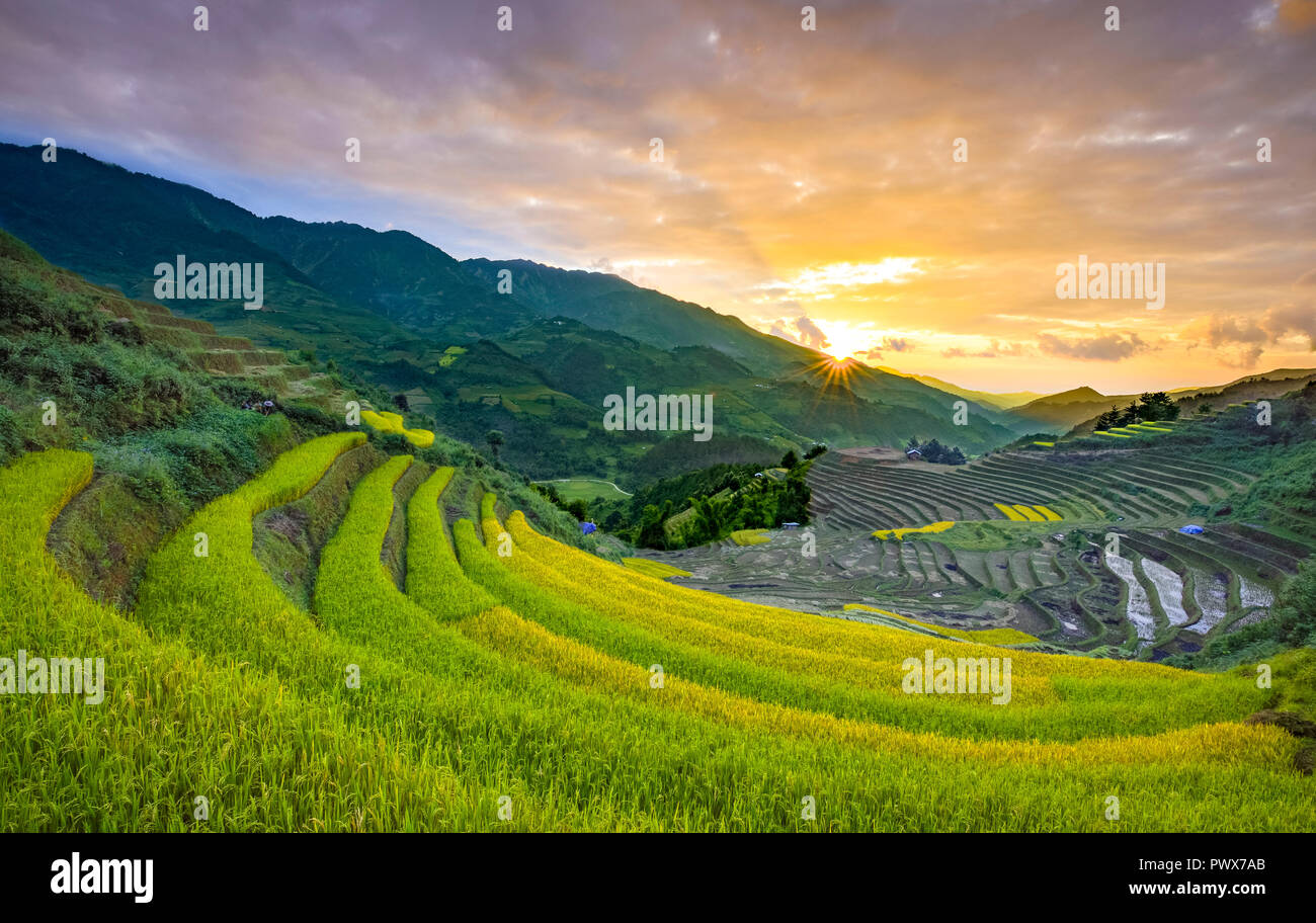 Golden rice fields in vietnam hi-res stock photography and images - Alamy