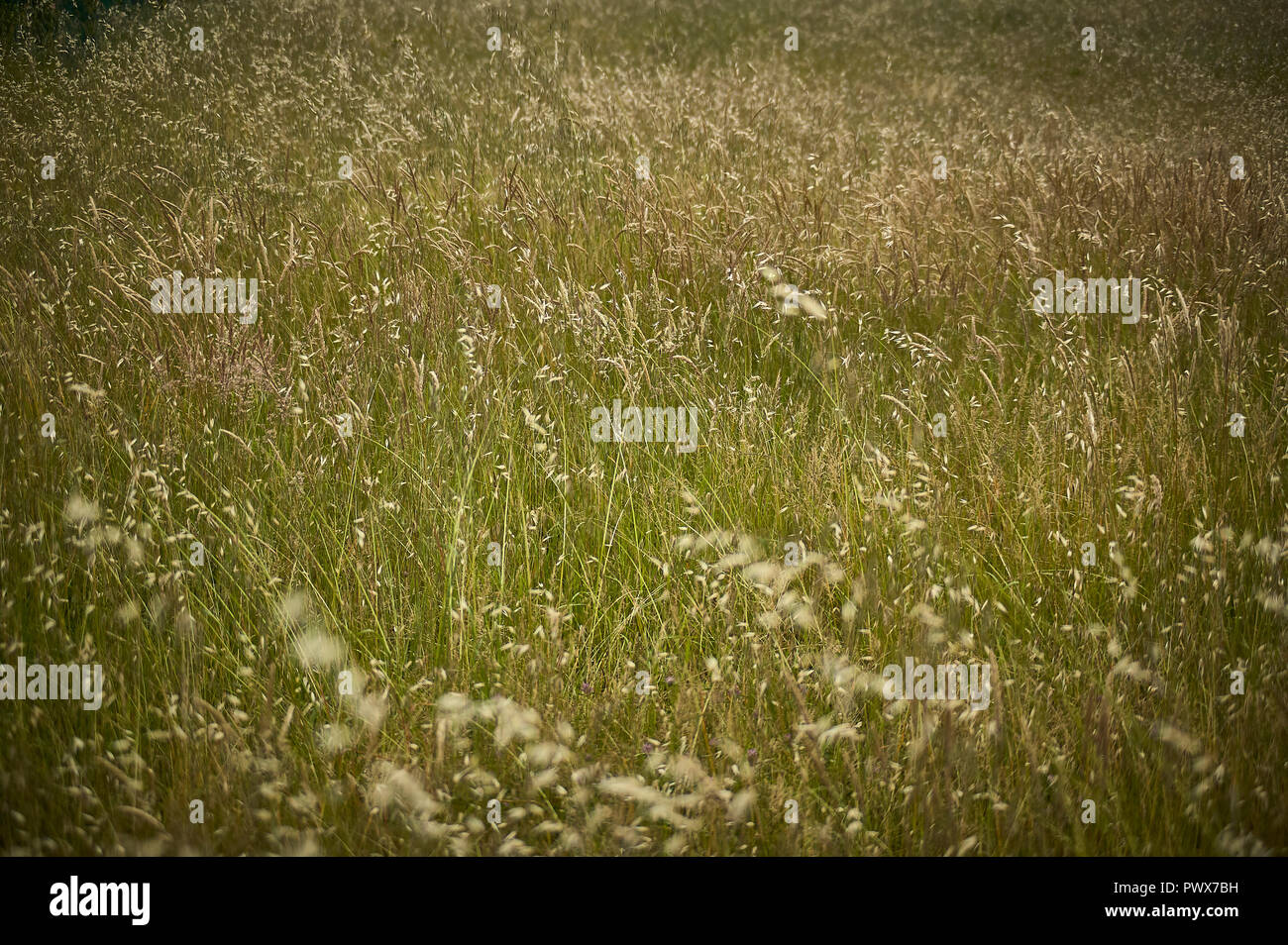 Texture of a field full of wild grass growing uncooked Stock Photo - Alamy
