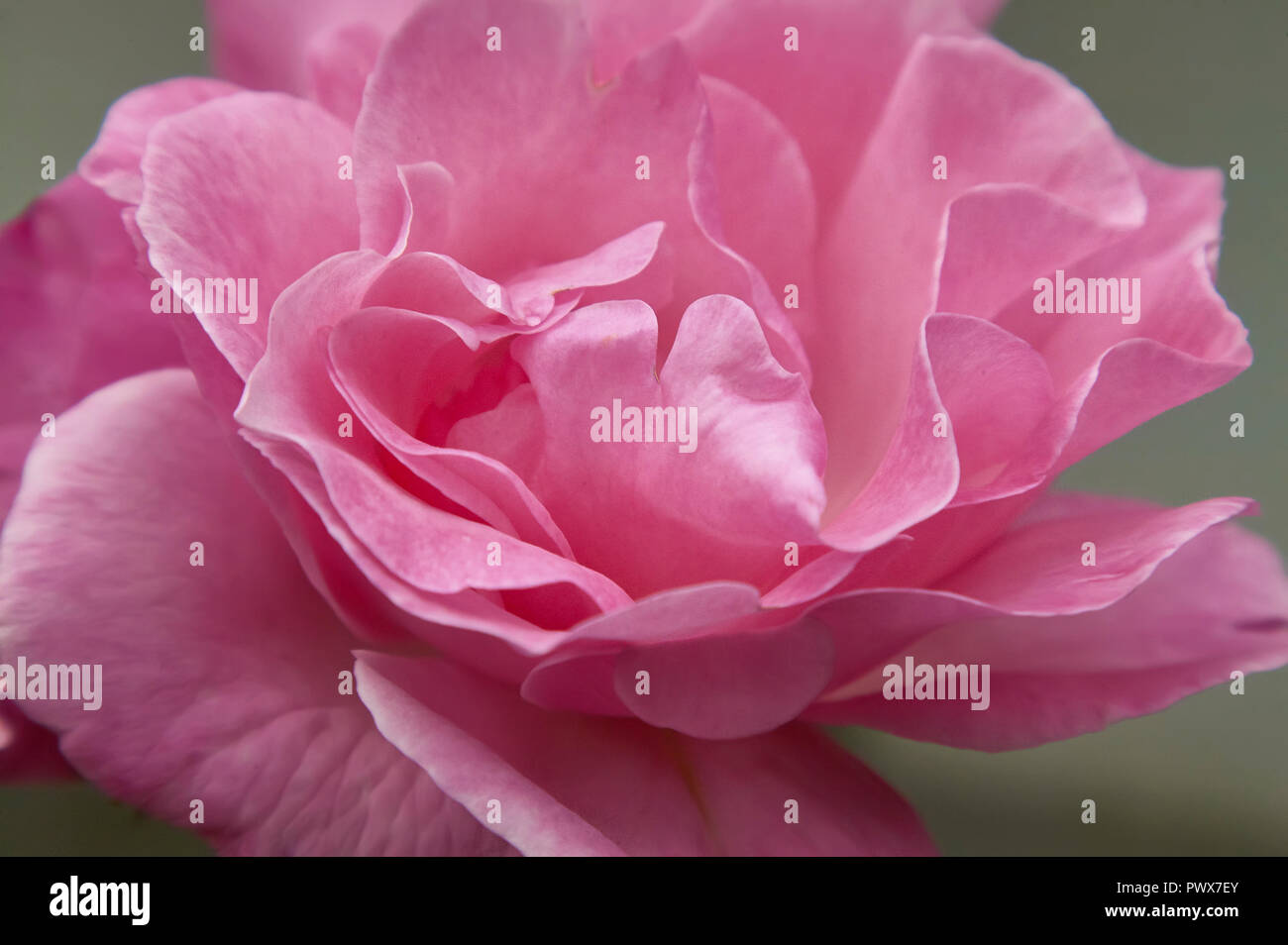 Detail of colorful petals of a rose in a magnifying detail full of ...