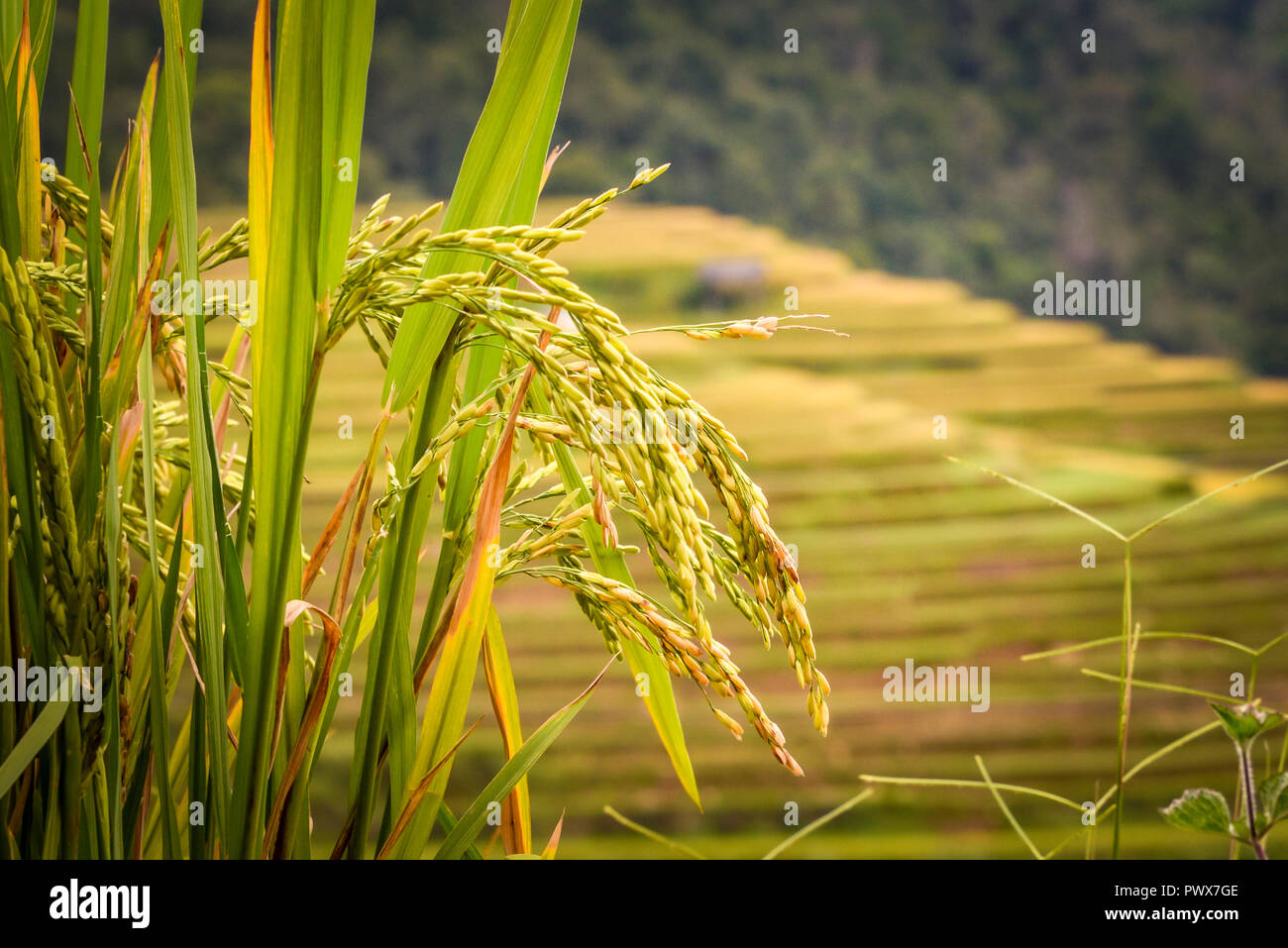 Golden Rice Fields in Mu Chang Cai, Vietnam Stock Photo - Alamy