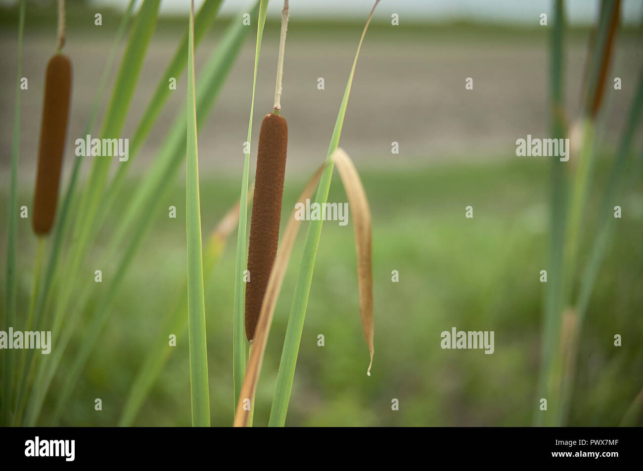 Detail of tifa plant, Typha latifolia, photographed in a pond, in ...