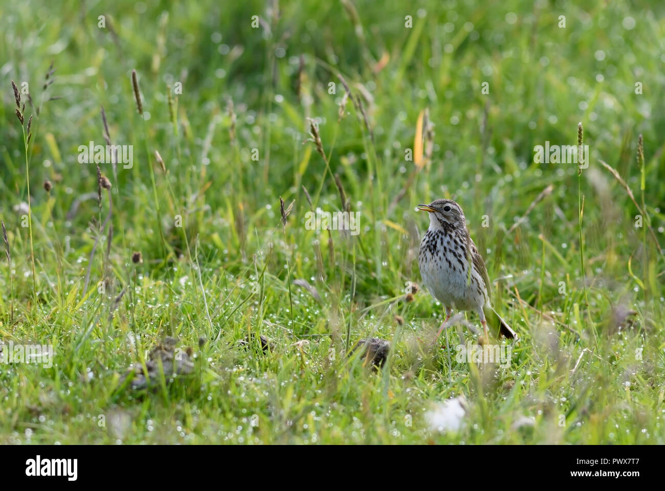 Small migratory birds hi-res stock photography and images - Alamy