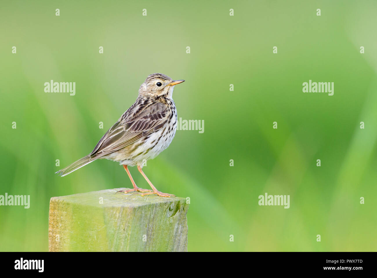 Meadow Pipit - Anthus pratensis, small brown perching bird from ...