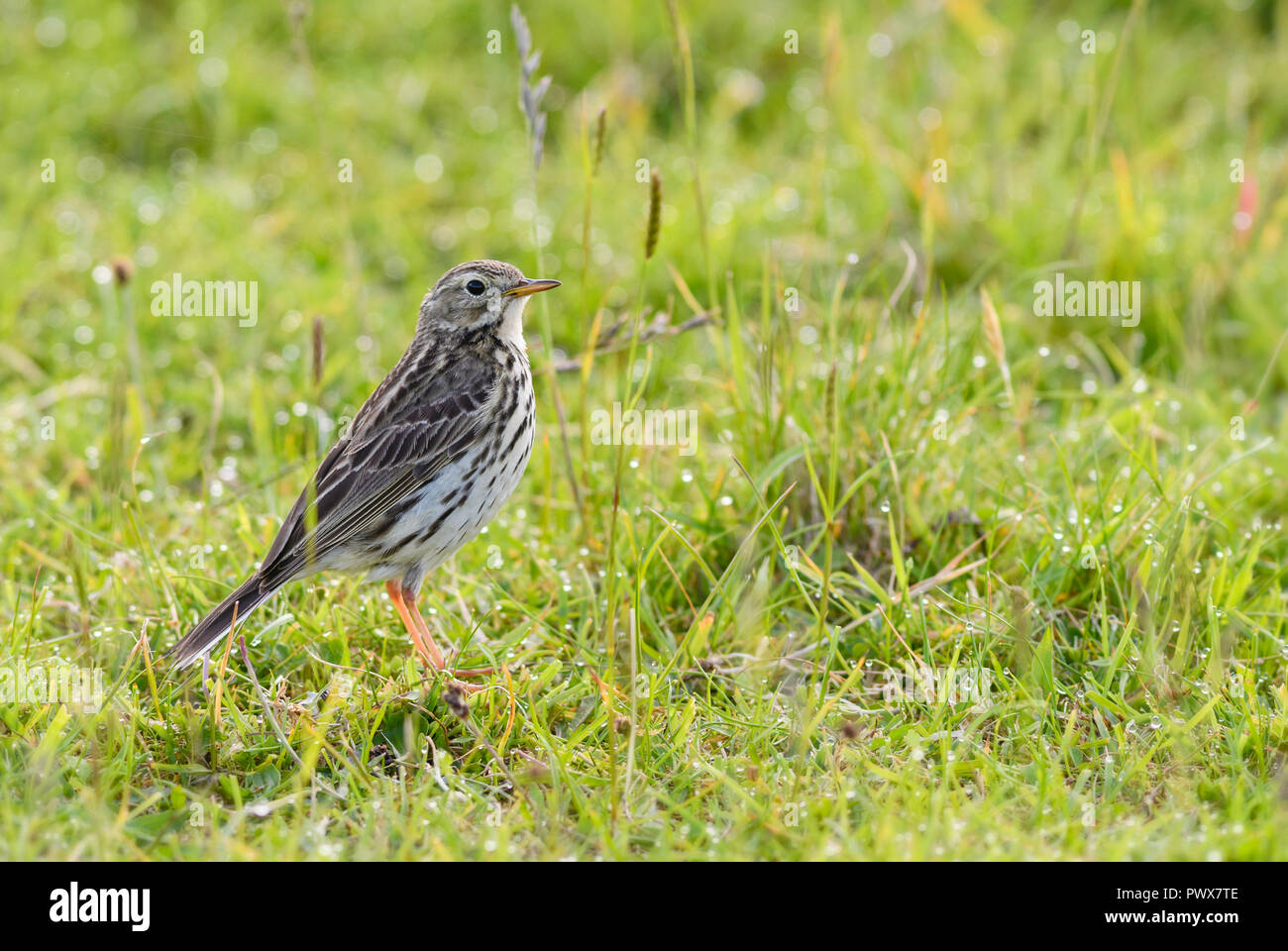 Uk and european bird hi-res stock photography and images - Alamy